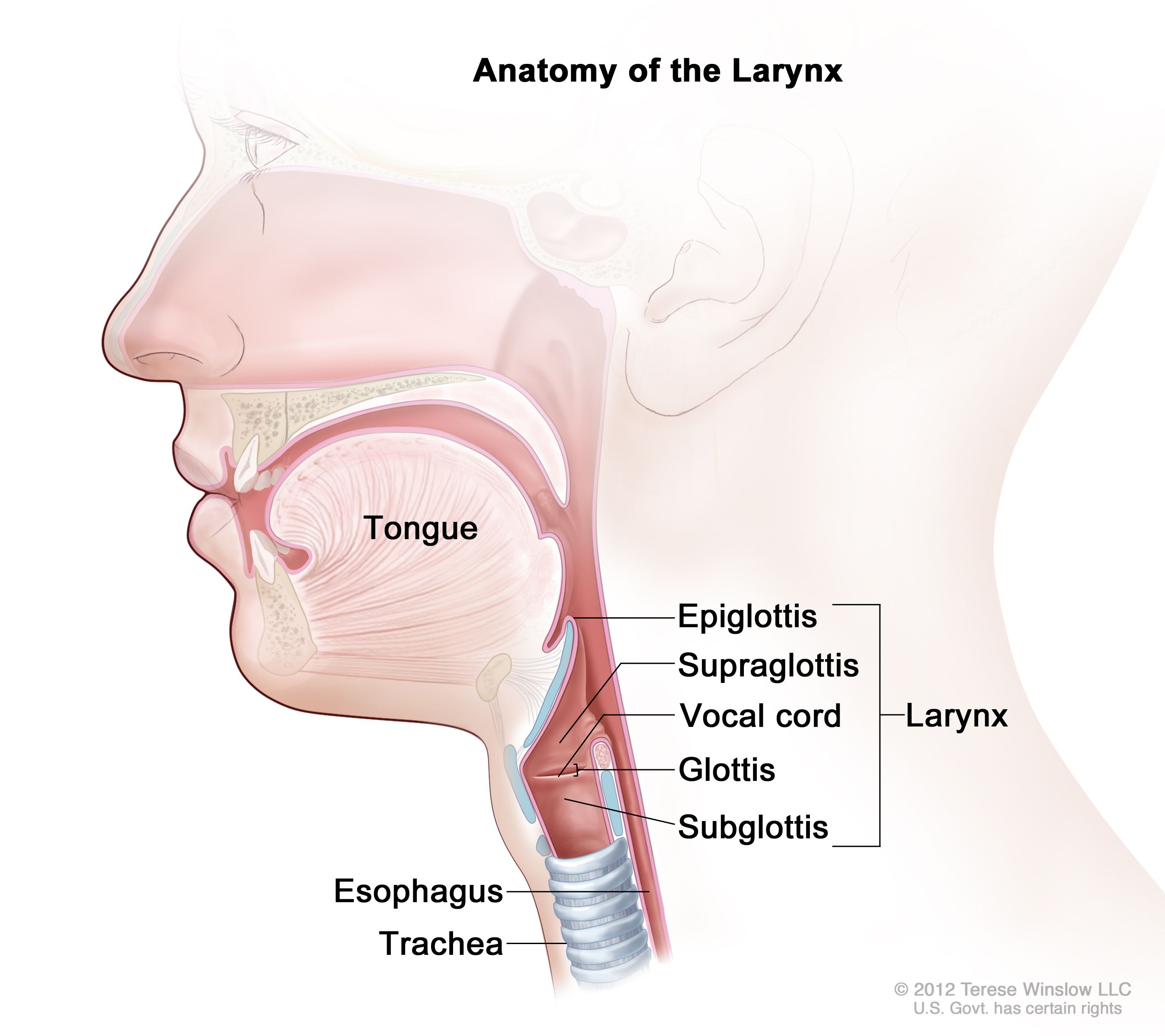 Definition Of Glottis NCI Dictionary Of Cancer Terms NCI Definition Of Glottis NCI Dictionary Of Cancer Terms NCI