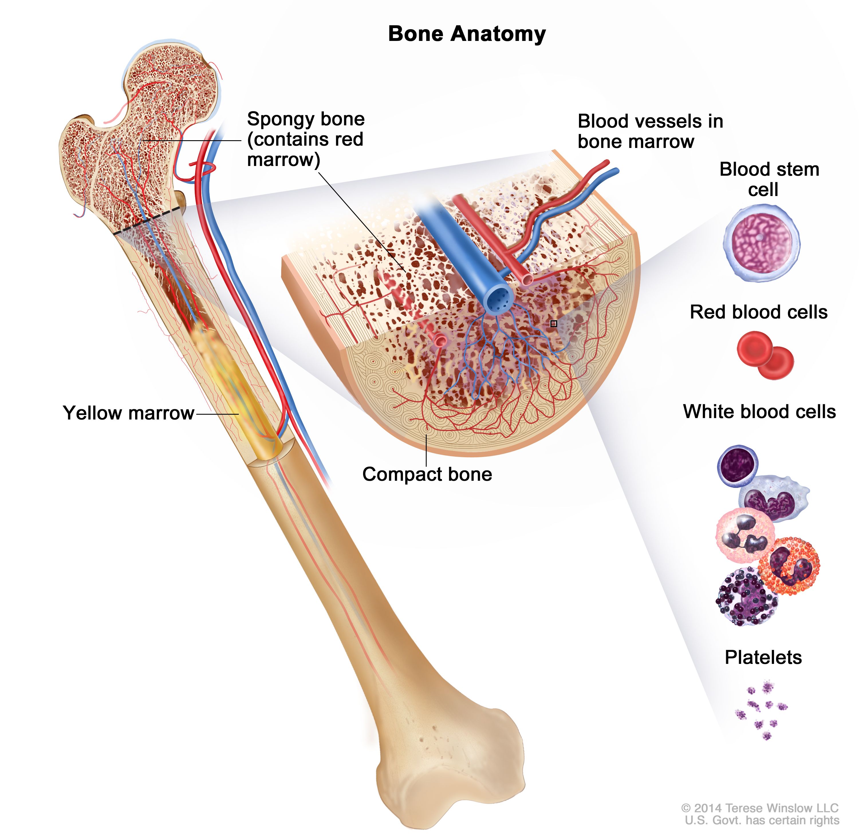 Definition Of Bone Marrow NCI Dictionary Of Cancer Terms NCI Definition Of Bone Marrow NCI Dictionary Of Cancer Terms NCI